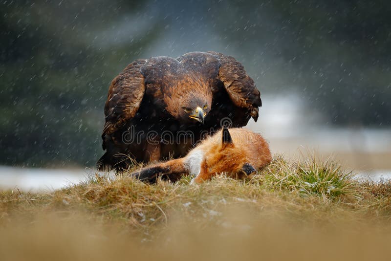 Golden Eagle Feeding on Kill Red Fox in the Forest during Rain and ...