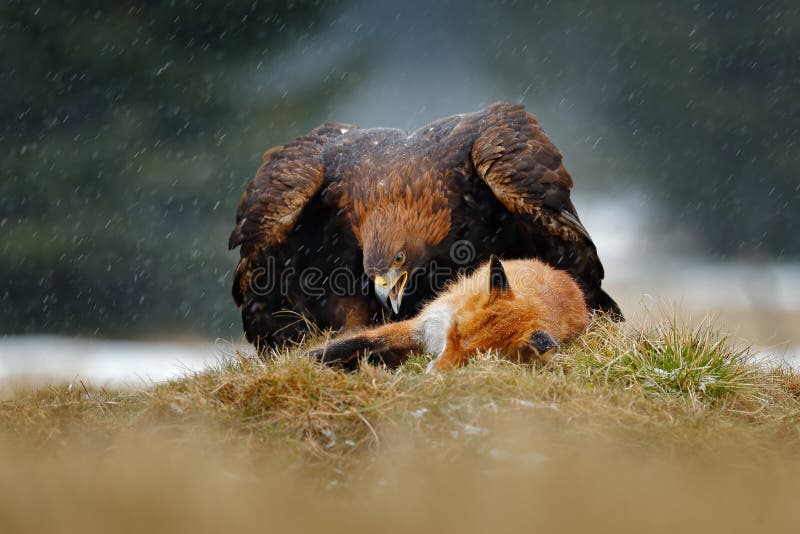 Golden Eagle Feeding on Kill Red Fox in the Forest during Rain and ...