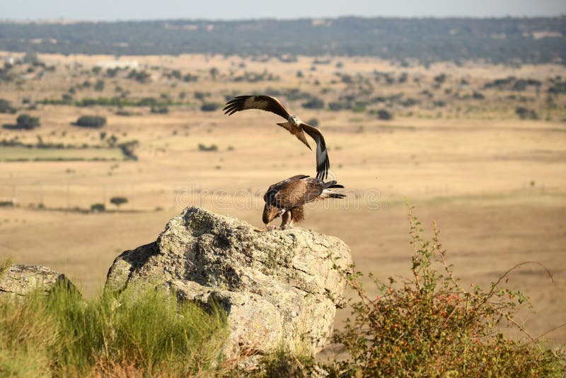 Golden Eagle Feeds on Its Prey in the Field Stock Image - Image of ...