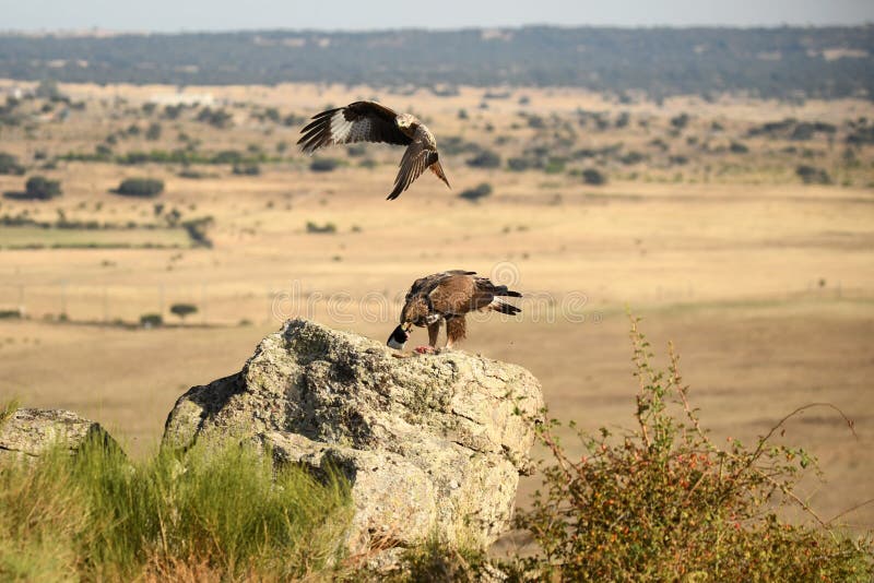 Golden Eagle Feeds on Its Prey in the Field Stock Photo - Image of kite ...