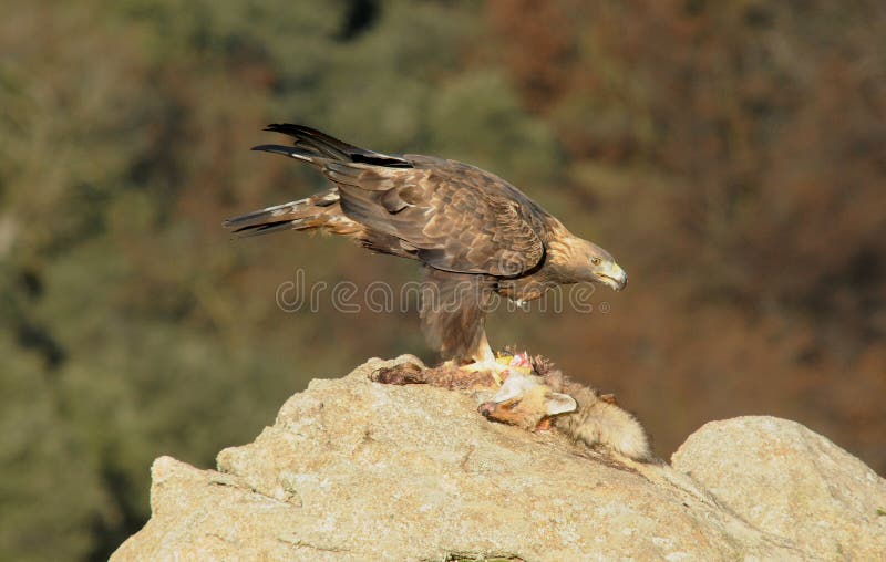 Male Golden Eagle Eating a Rabbit on the Rock Stock Photo - Image of ...