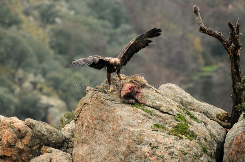 Golden eagle in the field stock photo. Image of chicks - 243709316