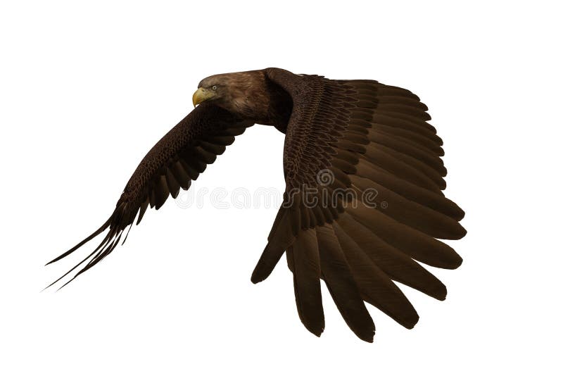 Golden Eagle Perched with Wings Folded Side View, 3D Illustration ...