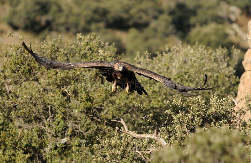 Golden Eagle Flies through the Woods Stock Photo - Image of imperial ...