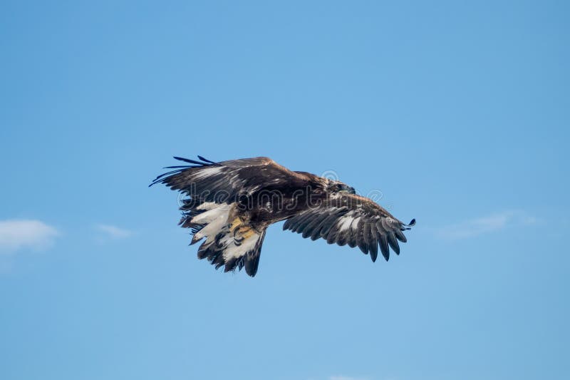 Eagle Side Profile Flight Stock Photos - Free & Royalty-Free Stock ...