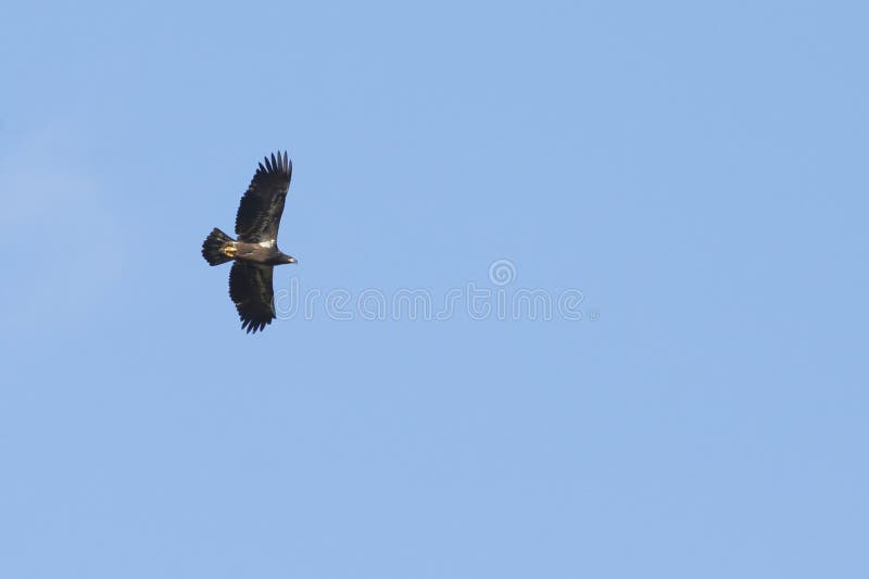 Golden Eagle in Flight High Up on Blue Sky Stock Image - Image of ...
