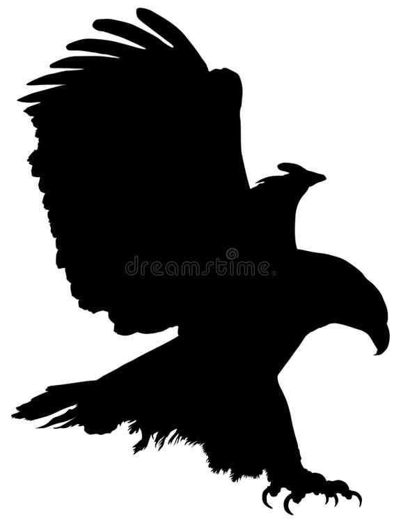Golden Eagle in Flight - Shadow Black Silhouette Stock Illustration ...