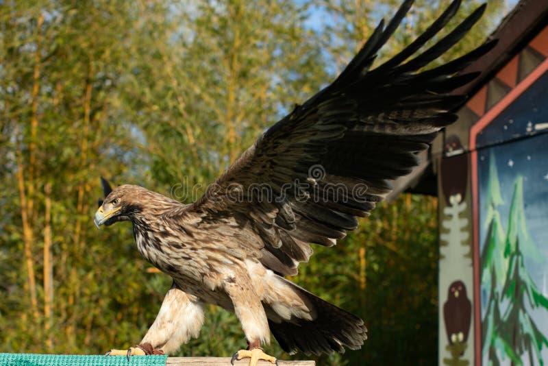 Golden eagle fly stock image. Image of photographer - 237811783
