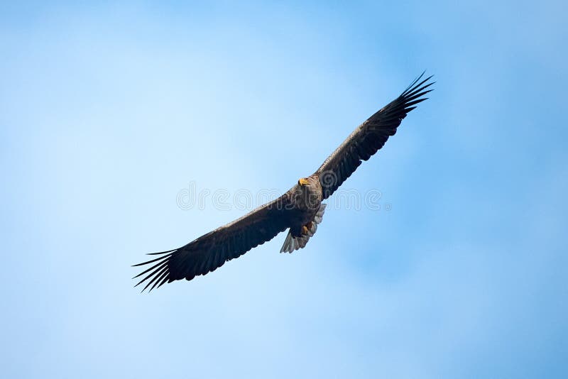 Golden Eagle Flying in a Bright Sky Stock Image - Image of wildlife ...
