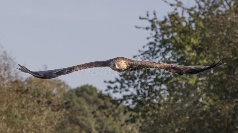 Golden Eagle Flying Forward Towards Camera Stock Photo - Image of ...
