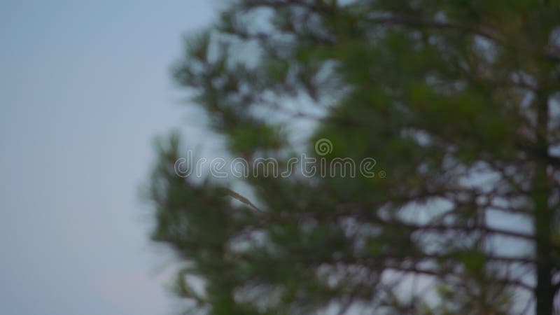 Golden Eagle Flying between the Trees in the Forest Stock Video - Video ...