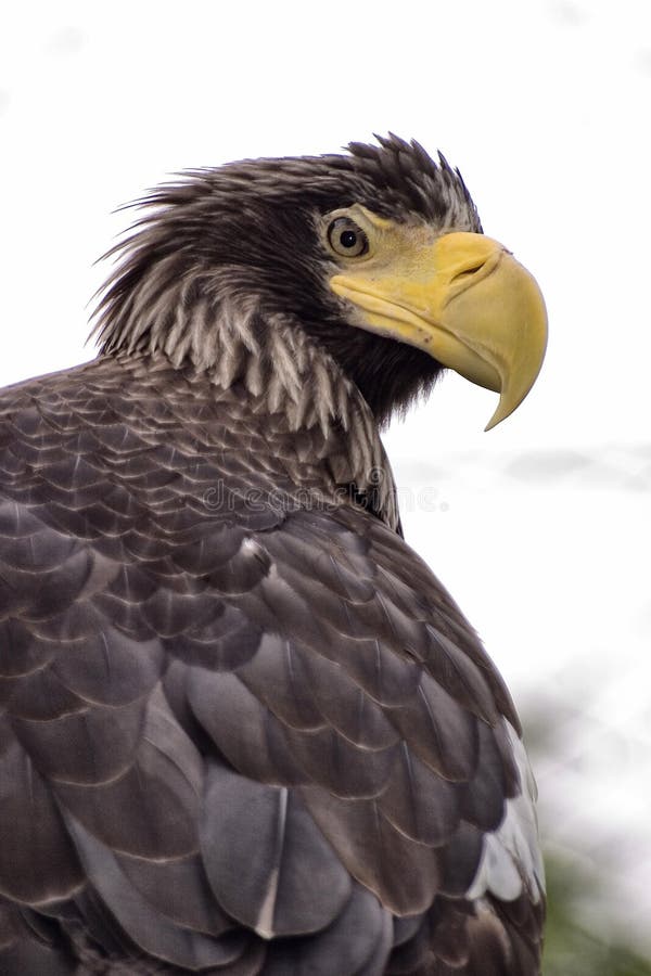 Golden Eagle stock image. Image of great, giant, golden - 109482555