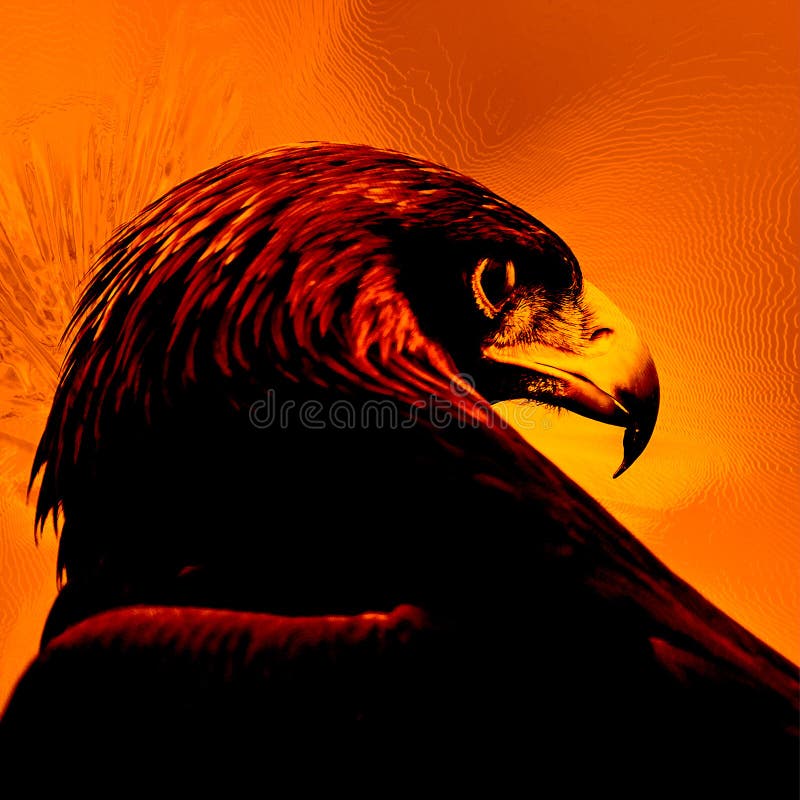 Golden Eagle stock photo. Image of orange, wildlife, eagle - 67668522