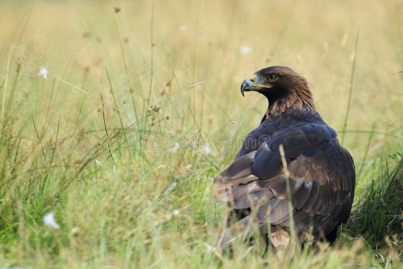 Golden eagle stock image. Image of prey, body, chrysaetos - 43160161