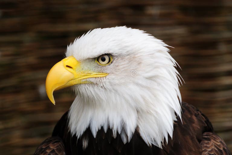 38,938 Eagle Head Stock Photos - Free & Royalty-Free Stock Photos from ...