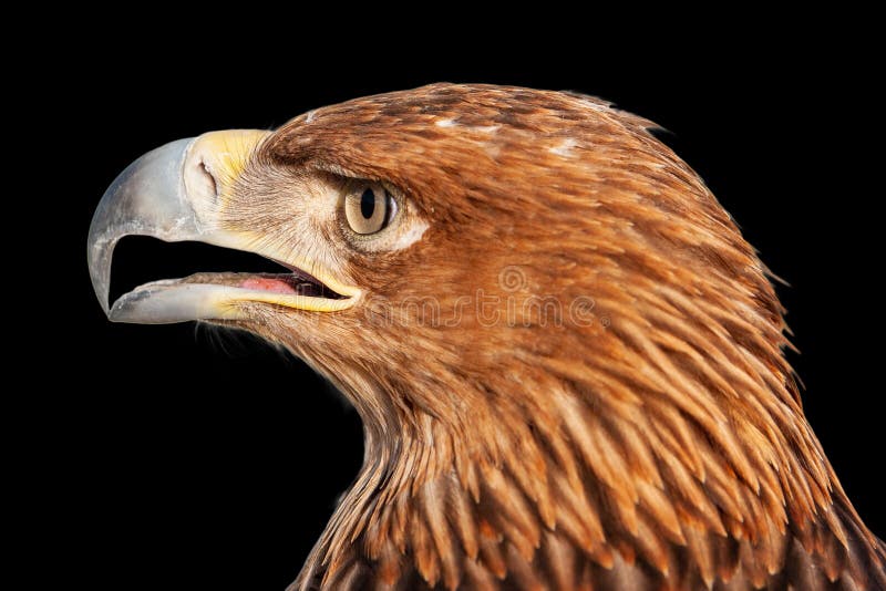 Golden Eagle Head, Close-up Stock Image - Image of head, details: 209780207