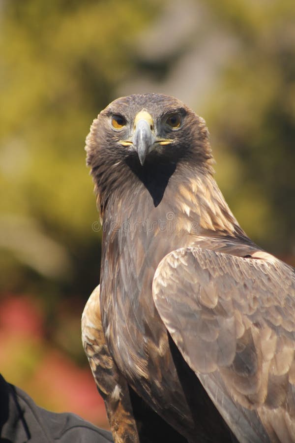 Golden Eagle stock image. Image of partial, prey, hanging - 43315501