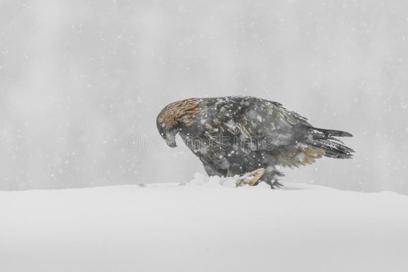 Golden Eagle Defecation stock image. Image of prey, bird - 37347515