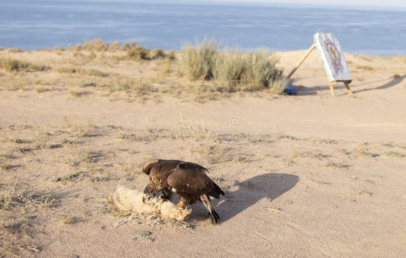 Golden Eagle Hunt Down the Fox during the Falconry Stock Image - Image ...
