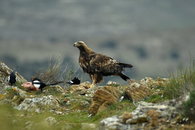 Golden Eagle in the Hunting Field Stock Image - Image of genet, burrow ...