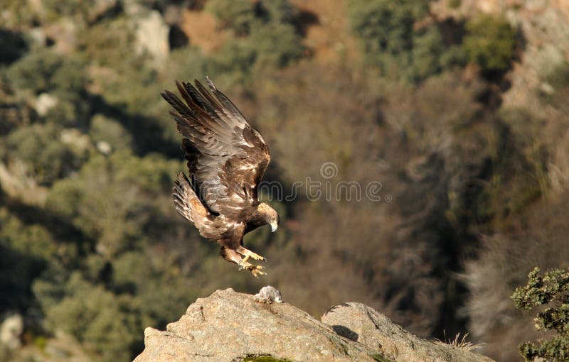 302 Golden Eagle Landing Stock Photos - Free & Royalty-Free Stock ...