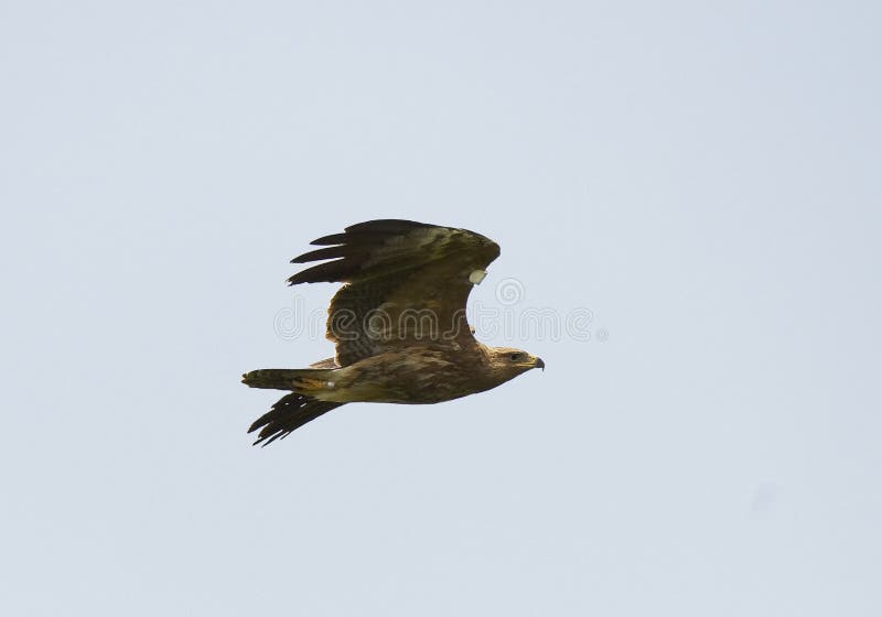 Golden Eagle Looking Proudly, Looking for Food, Rural Turkey Stock ...