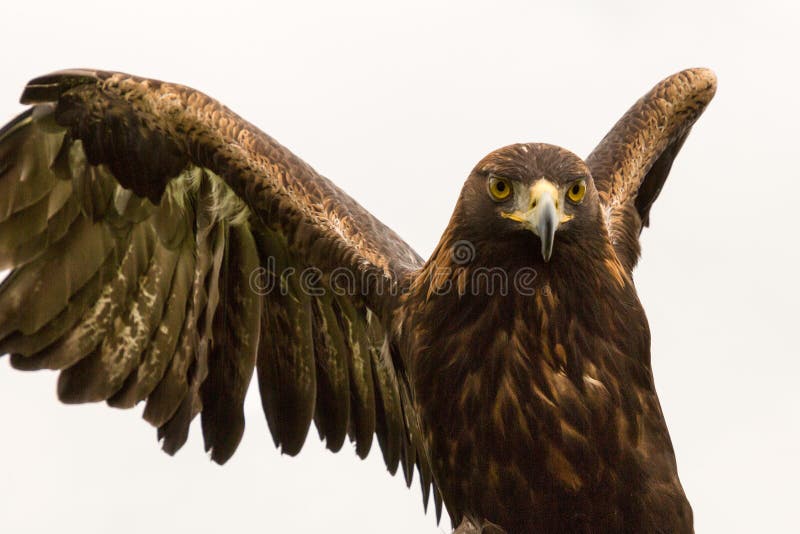 Menacing Eagle Stock Photos - Free & Royalty-Free Stock Photos from ...