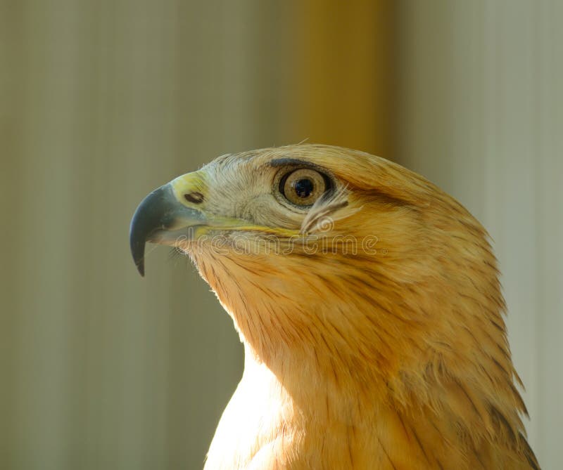 Golden eagle stock image. Image of species, prey, raptor - 30972097