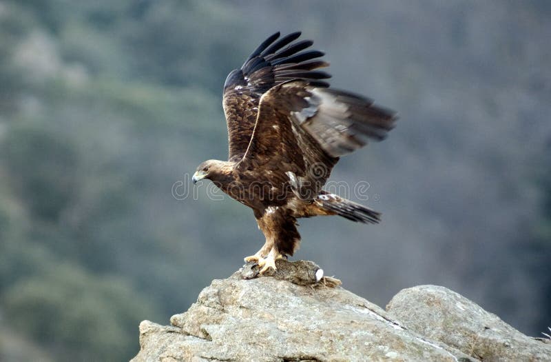 Golden Eagle with Open Wings Stock Photo - Image of nature, wings: 38789138