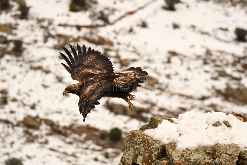 Golden Eagle with Open Wings Stock Image - Image of feathers, golden ...