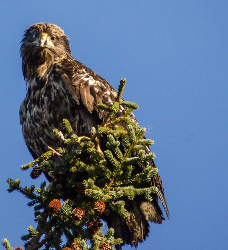 Golden Eagle 1 stock photo. Image of bird, nature, scenery - 40212566