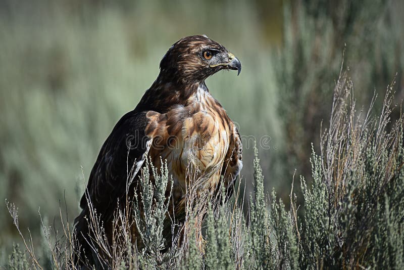 Golden Eagle stock photo. Image of aquila, colorado, golden - 75290546