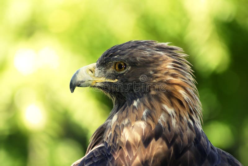 Golden eagle portrait stock image. Image of leaf, close - 14650827