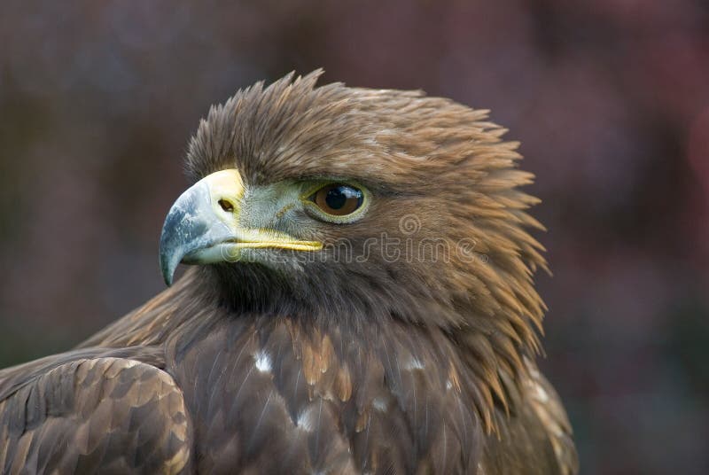 Golden Eagle portrait stock image. Image of golden, hunter - 8129299