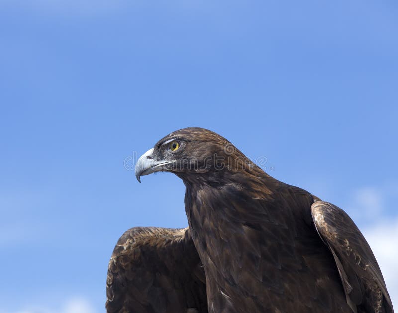 Golden Eagle stock photo. Image of bird, eagle, close - 77568014