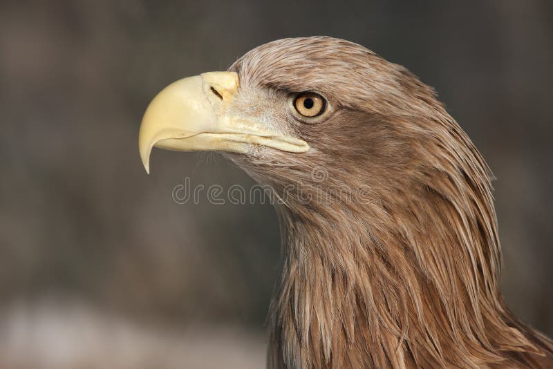 Golden eagle portrait. stock photo. Image of portrait - 65570580