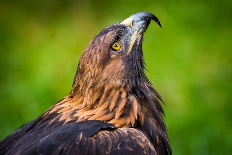 4,658 Golden Eagle Portrait Stock Photos - Free & Royalty-Free Stock ...