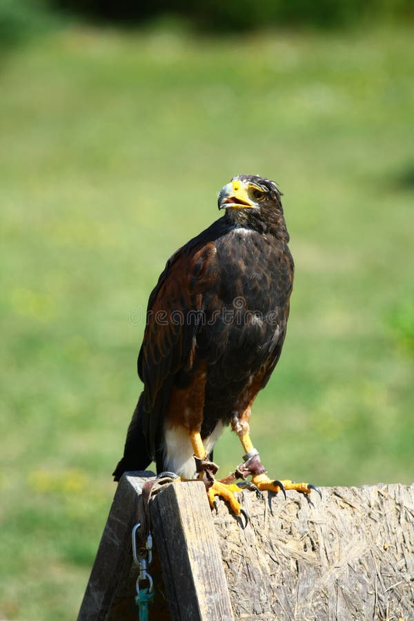 Golden Eagle stock image. Image of animals, animal, slovakia - 258957337