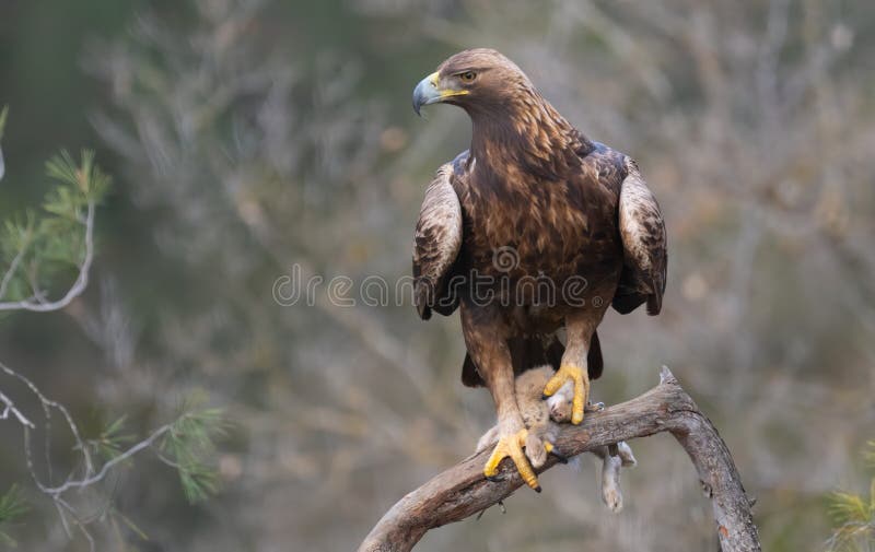 Golden Eagle stock image. Image of falcon, rabbit, hawk - 271954537