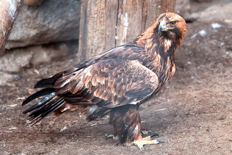 Eagle stock photo. Image of golden, feathers, beautiful - 114677102