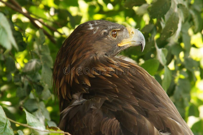Golden Eagle Resting On A Log In The Shade Of A Trees Stock Image ...