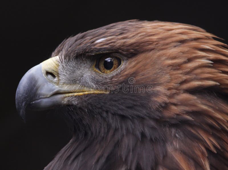 Golden Eagle Side View stock image. Image of bird, face - 31511349