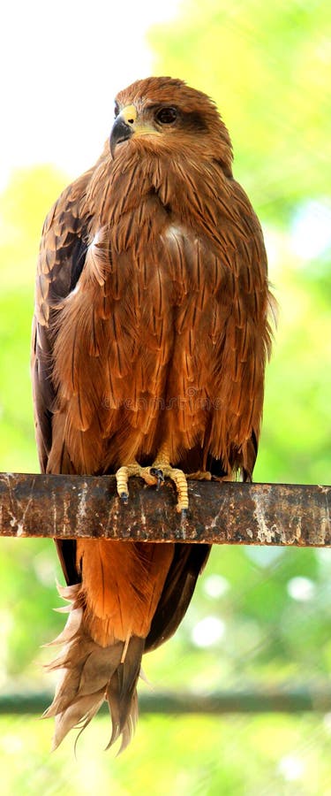 Golden Eagle sitting stock image. Image of coimbatore - 148599097