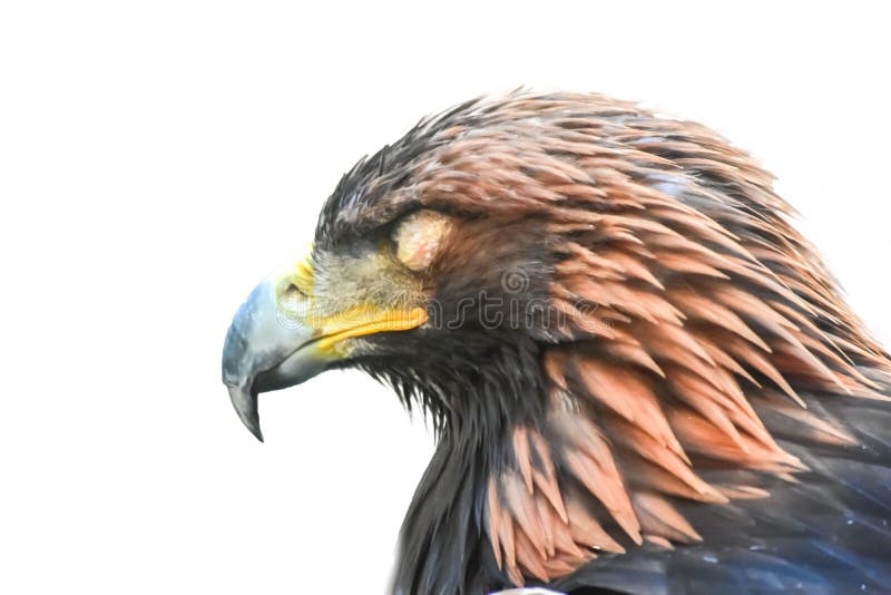 Golden Eagle Isolated Stock Photos - Download 1,007 Royalty Free Photos