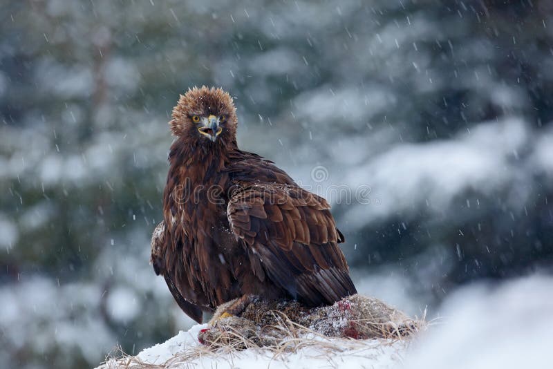 Golden Eagle, Flying before Autumn Forest, Brown Bird of Prey with Big ...