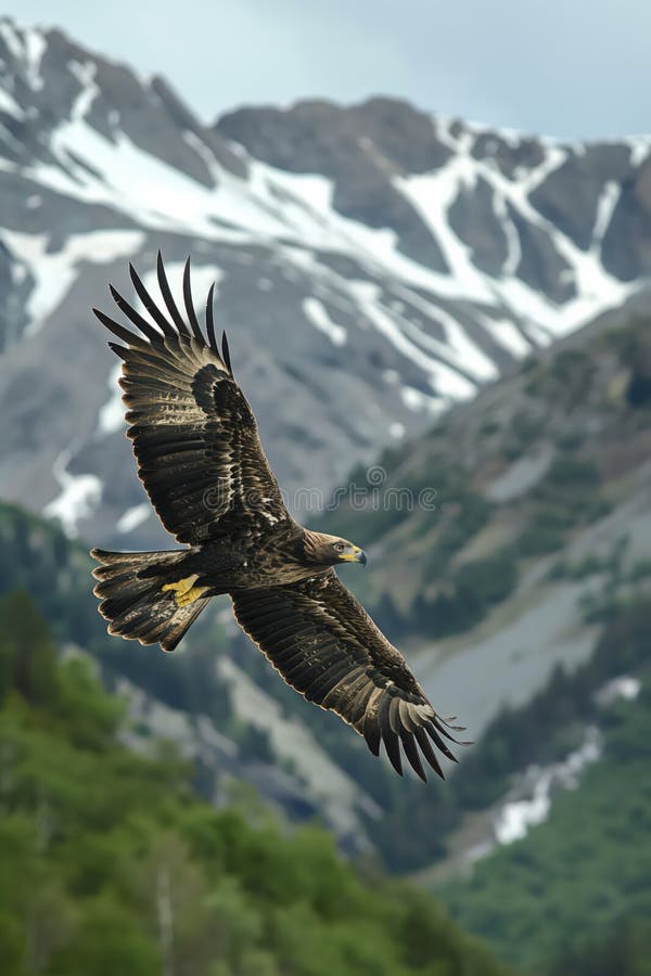 Golden Eagle Soaring Over Mountain Range Stock Photo - Image of ...