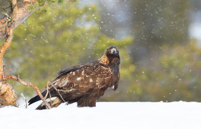 Golden Eagle Standing in Snow in Winter Stock Photo - Image of white ...
