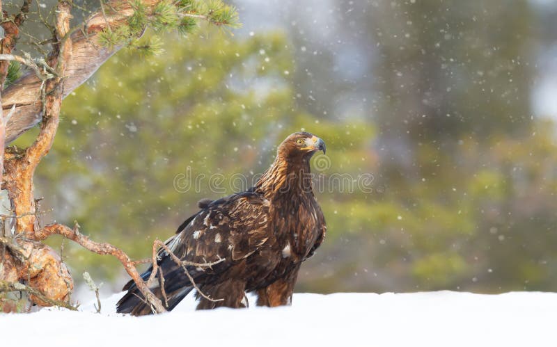 Golden Eagle Standing in Snow in Winter Stock Image - Image of ...
