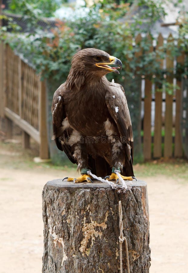413 Eagle Side Face Stock Photos - Free & Royalty-Free Stock Photos ...