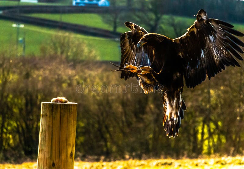 Golden Eagle Swooping for Its Prey Stock Photo - Image of autumn ...